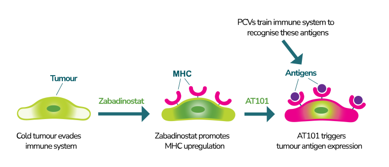 PRMT5 Inhibitor (AT101) – IngenOx